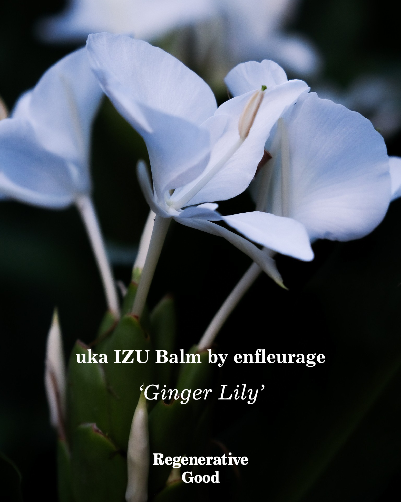Regenerative Good IZUシリーズにマルチなバーム uka IZU Balm by enfleurage ‘Ginger ...